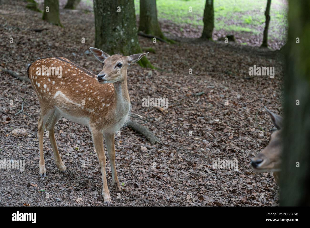 Beautiful deer standing in a natural habitat Stock Photo - Alamy