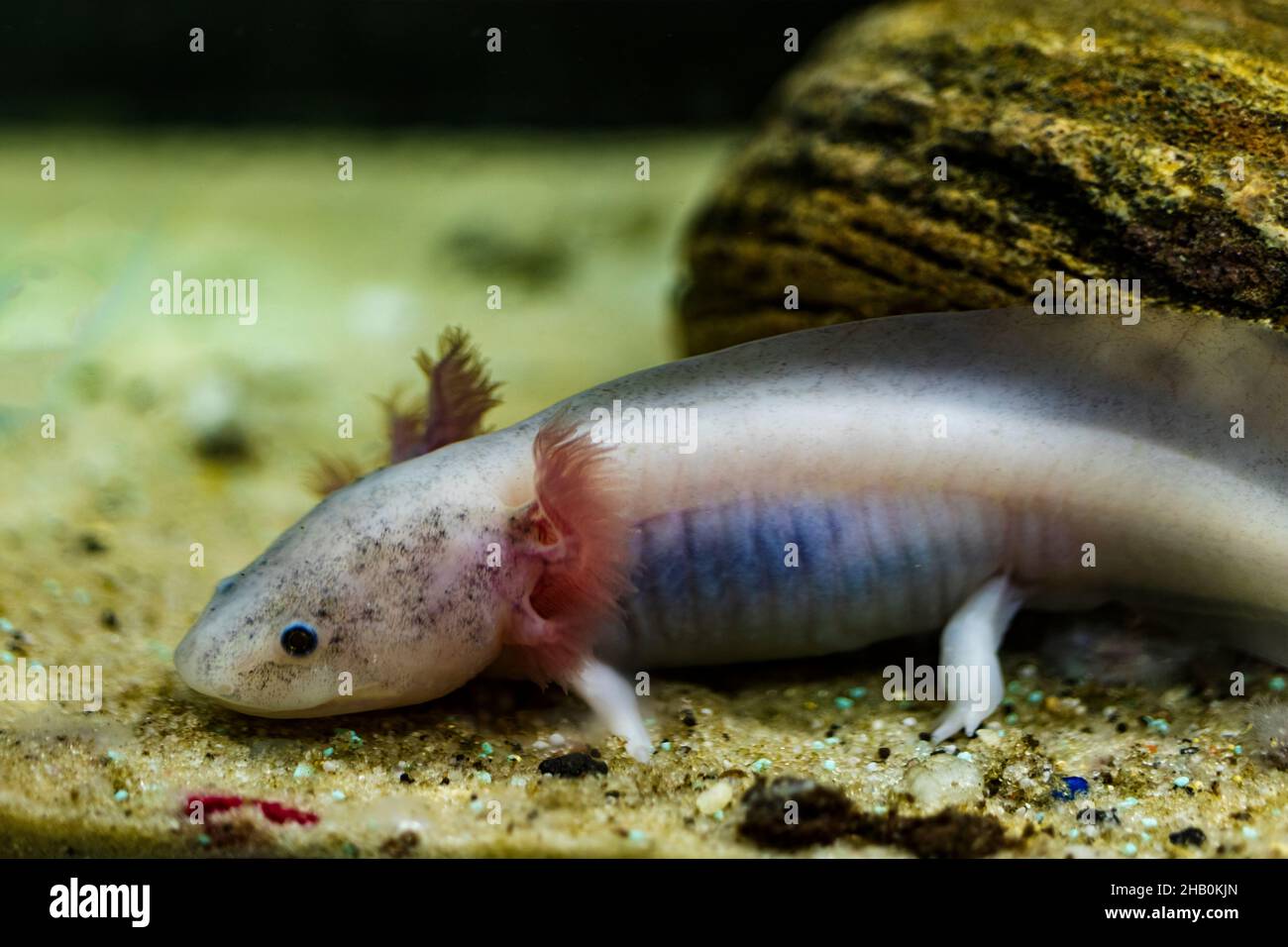 Ambystoma mexicanum white High Resolution Stock Photography and Images ...
