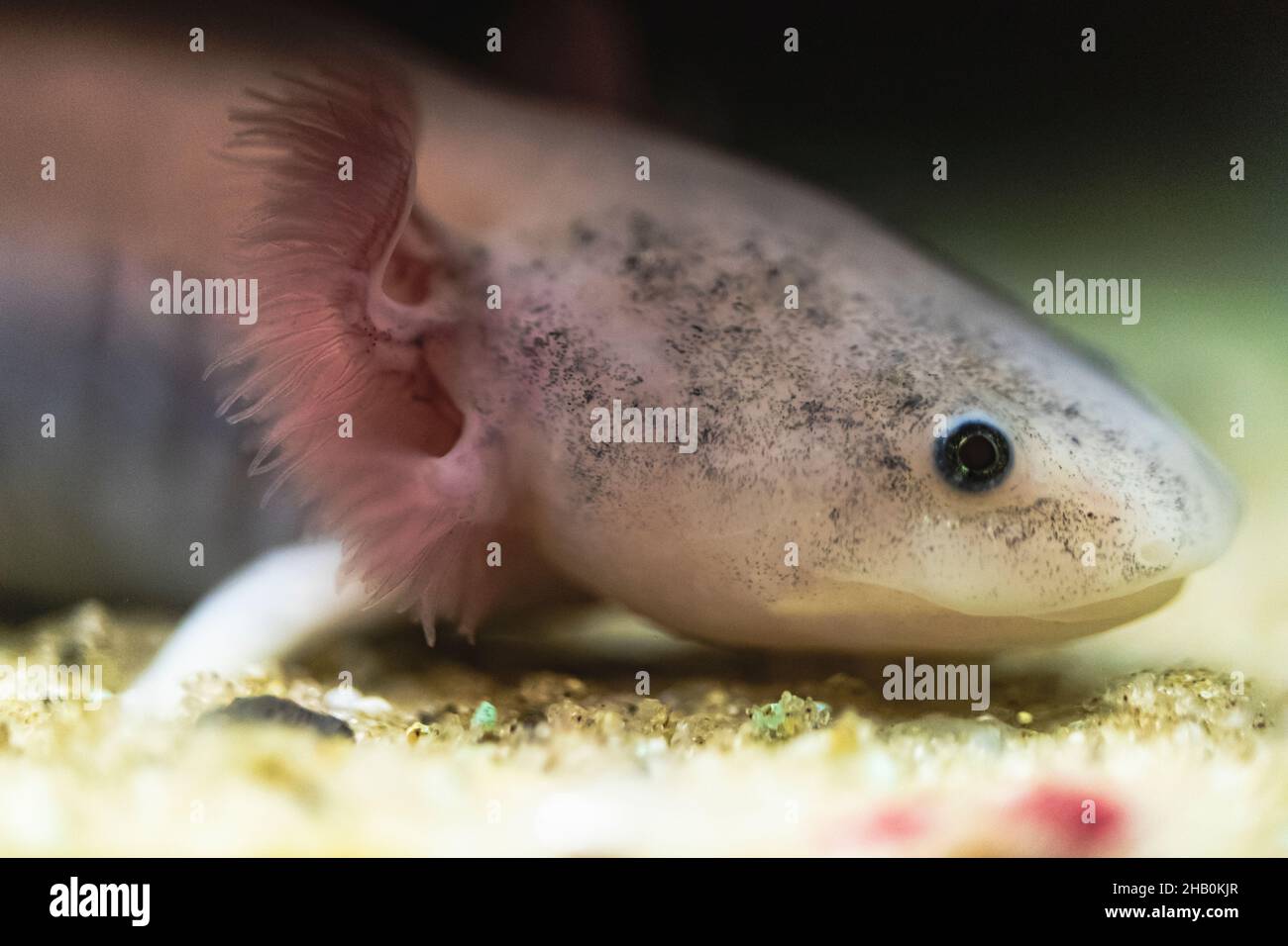 Ambystoma mexicanum white High Resolution Stock Photography and Images ...