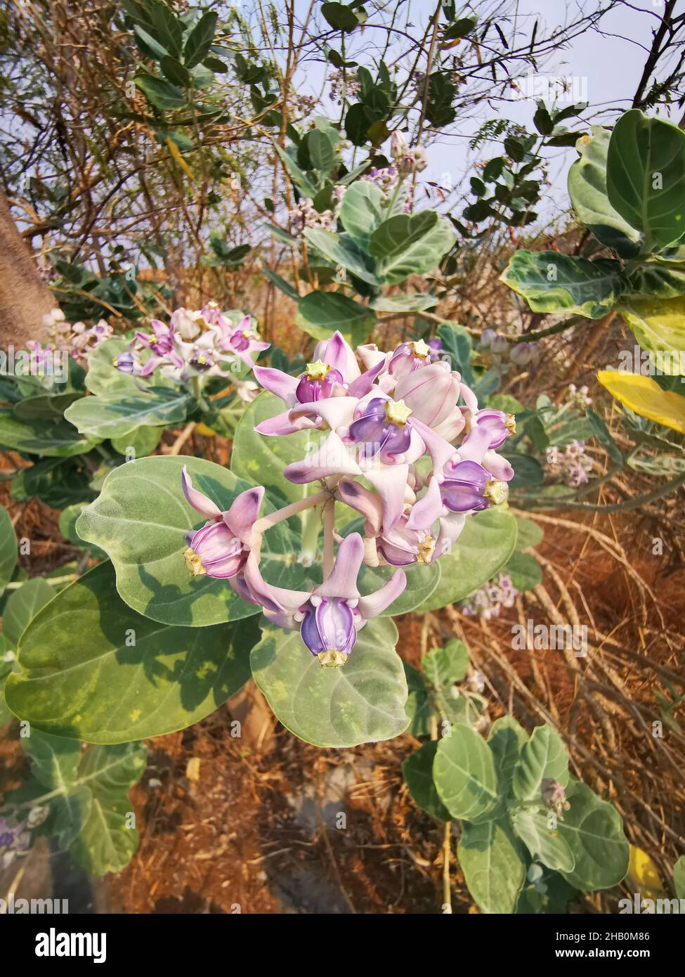 Vertical shot of blooming Calotropis gigantea flowers Stock Photo - Alamy