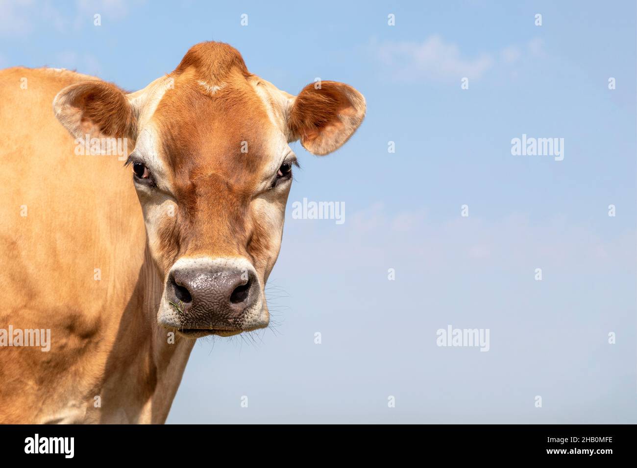 Jersey cow headshot, close up, brown tan and black nose and a blue sky ...