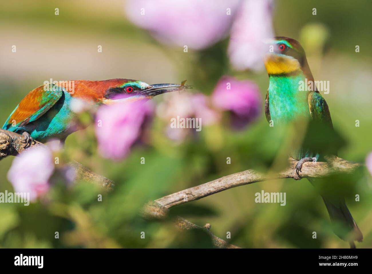 colorful birds in mating courtship Stock Photo - Alamy