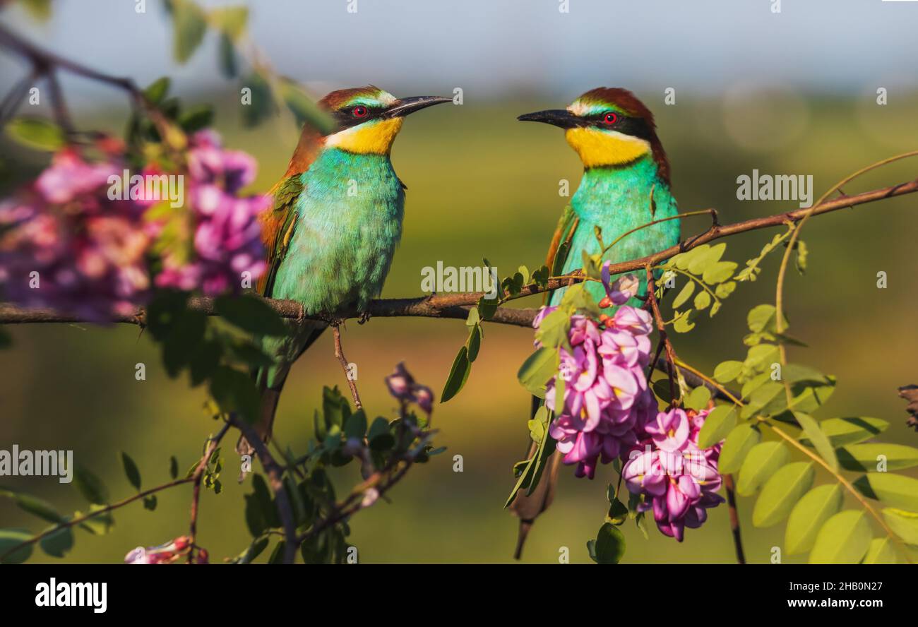 colorful birds look at each other Stock Photo - Alamy