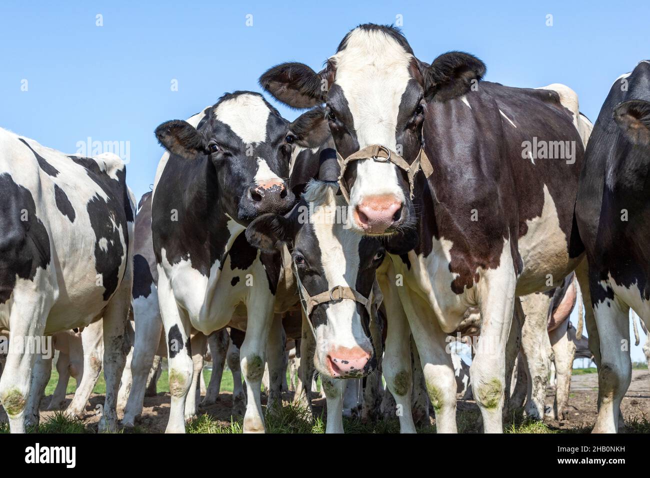 Group of cows playing in a field, happy and joyful and a blue sky ...