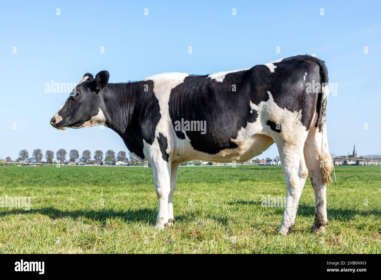 Dairy Cow Side View High Resolution Stock Photography and Images - Alamy