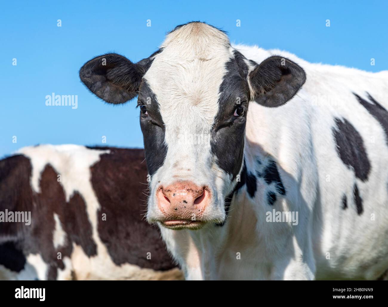 Cow tough and cheeky, black and white, calm friendly looking, pink nose ...