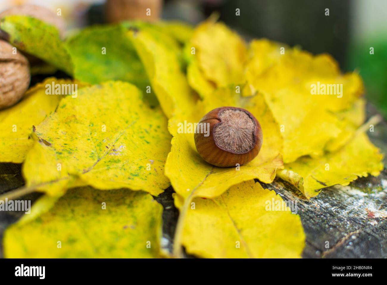 Hazelnuts Among Fall Colored Leaves In The Forest Enlightened by Sunset ...