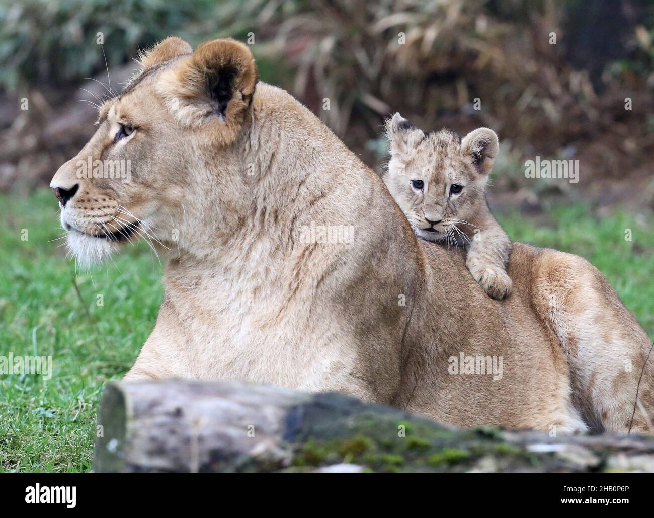Two and his mother fiona hi-res stock photography and images - Alamy