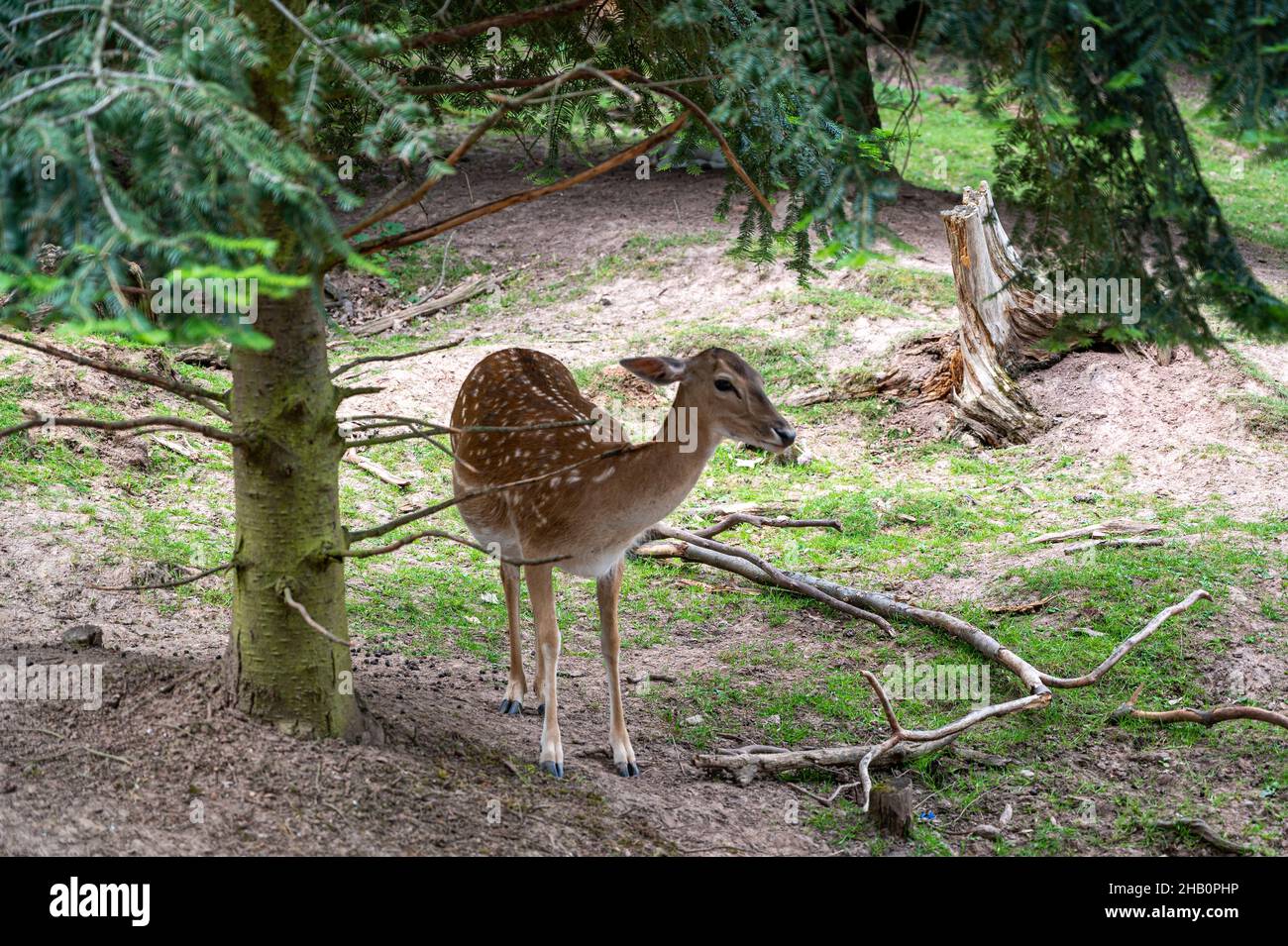 Beautiful deer standing in a natural habitat Stock Photo - Alamy