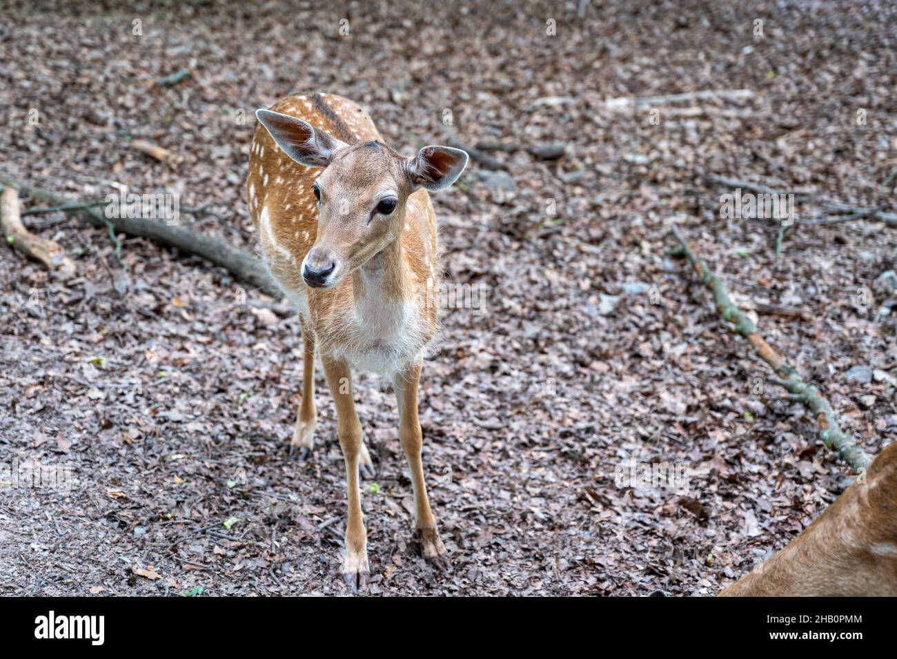 Beautiful deer standing in a natural habitat Stock Photo - Alamy