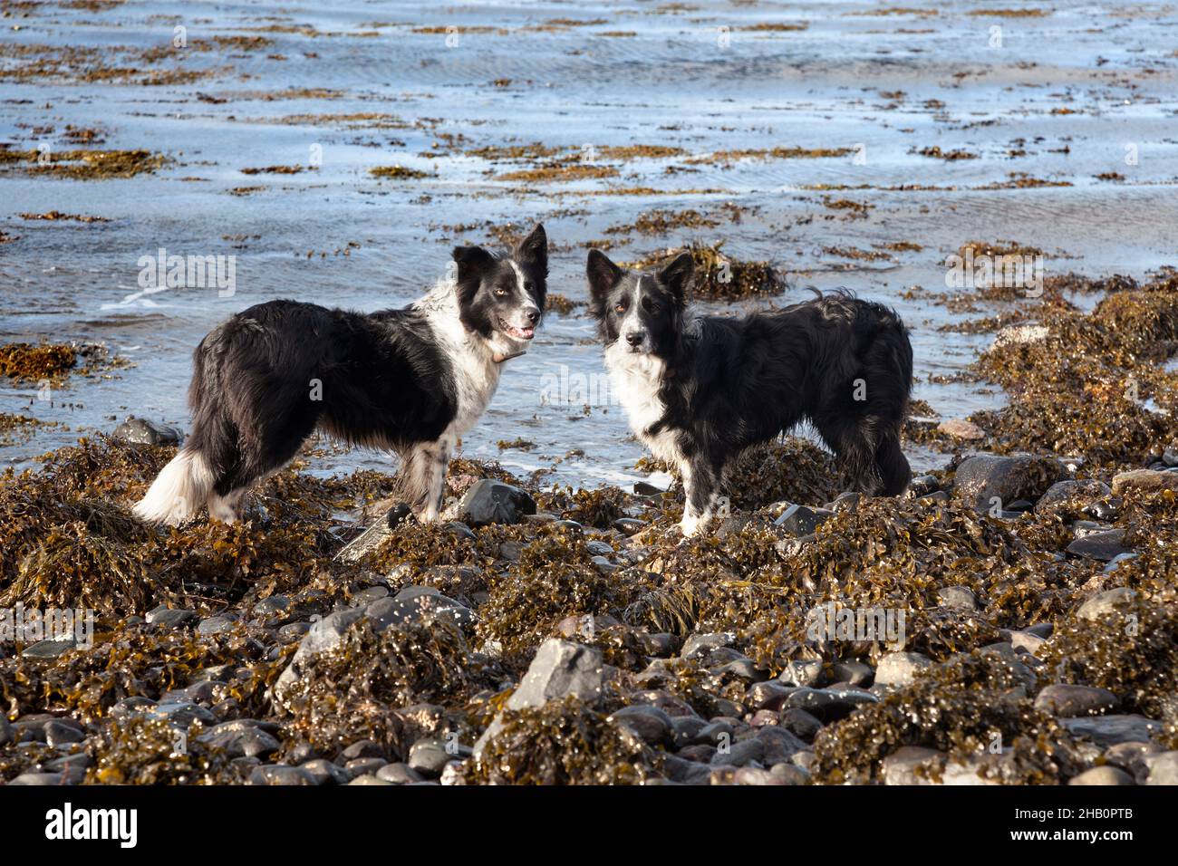 Collies playing on the beach Stock Photo - Alamy