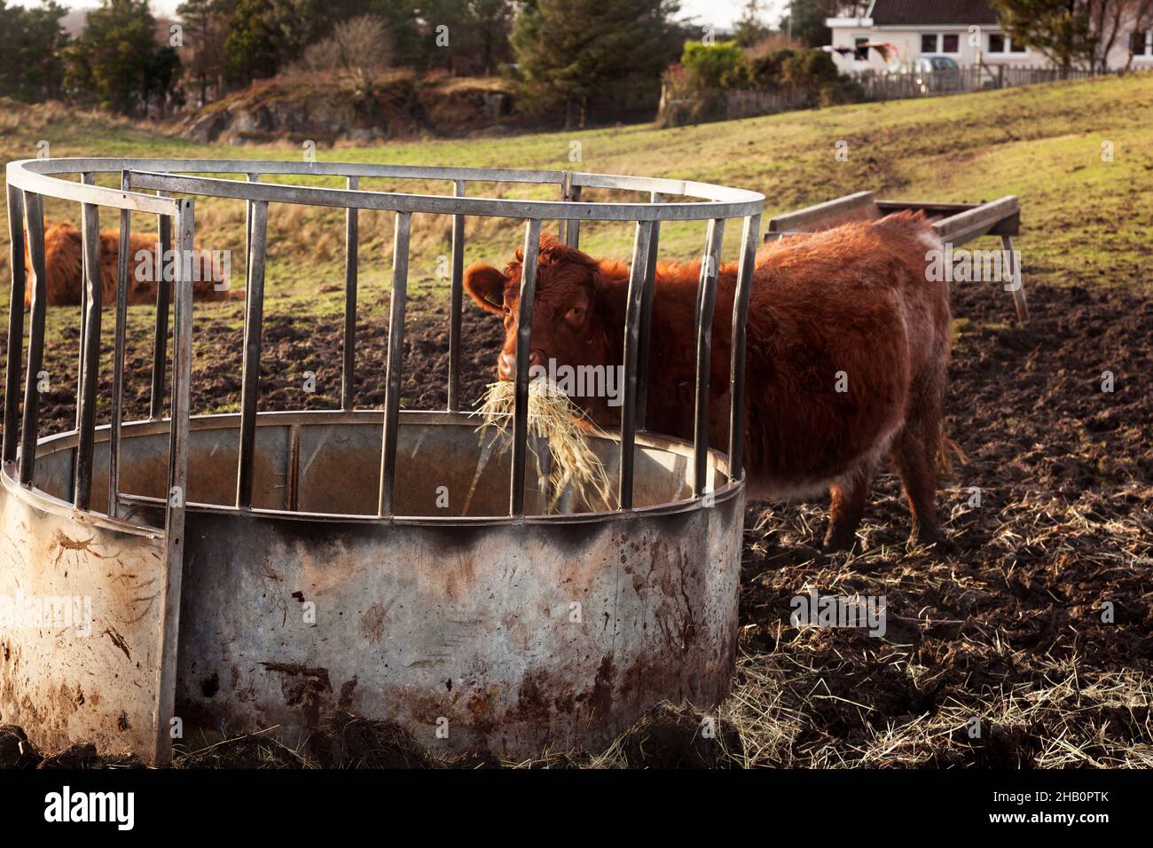 Scotish long hair cow Stock Photo - Alamy