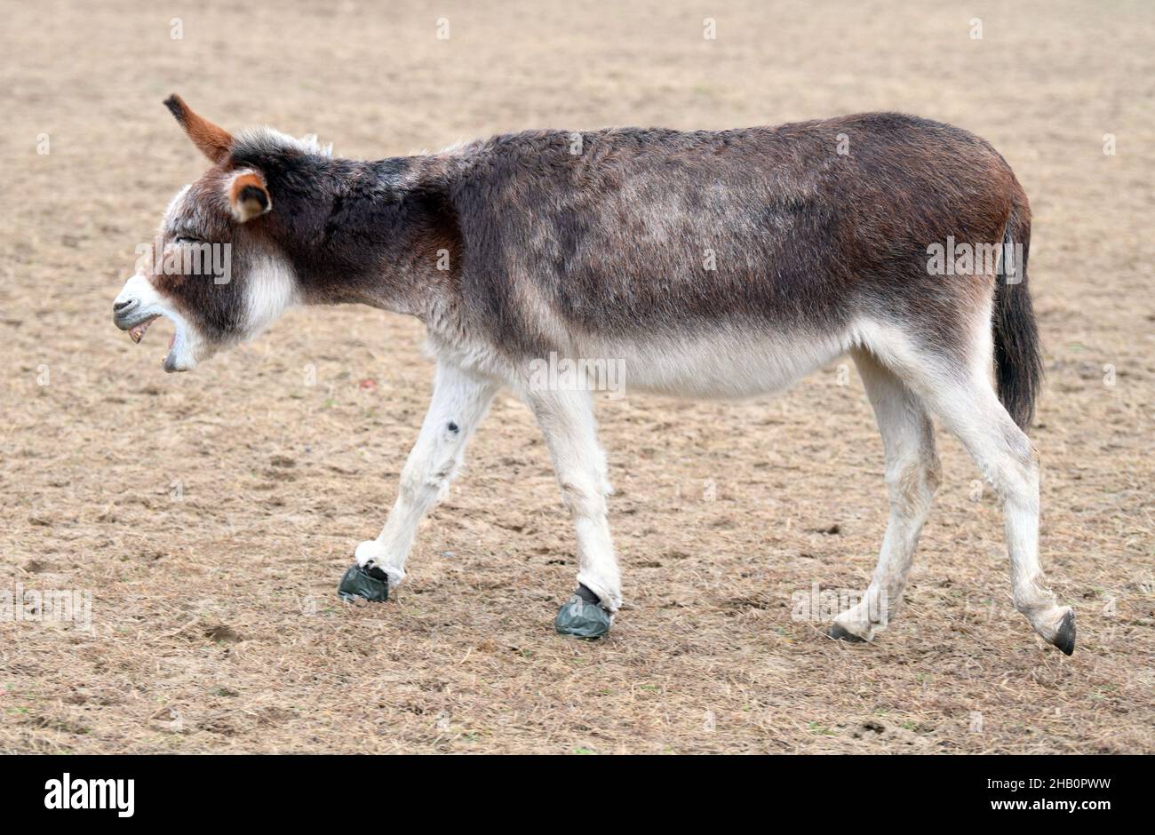Brandenburg, Germany. Dec 16 2021: A donkey walks across the grounds of ...