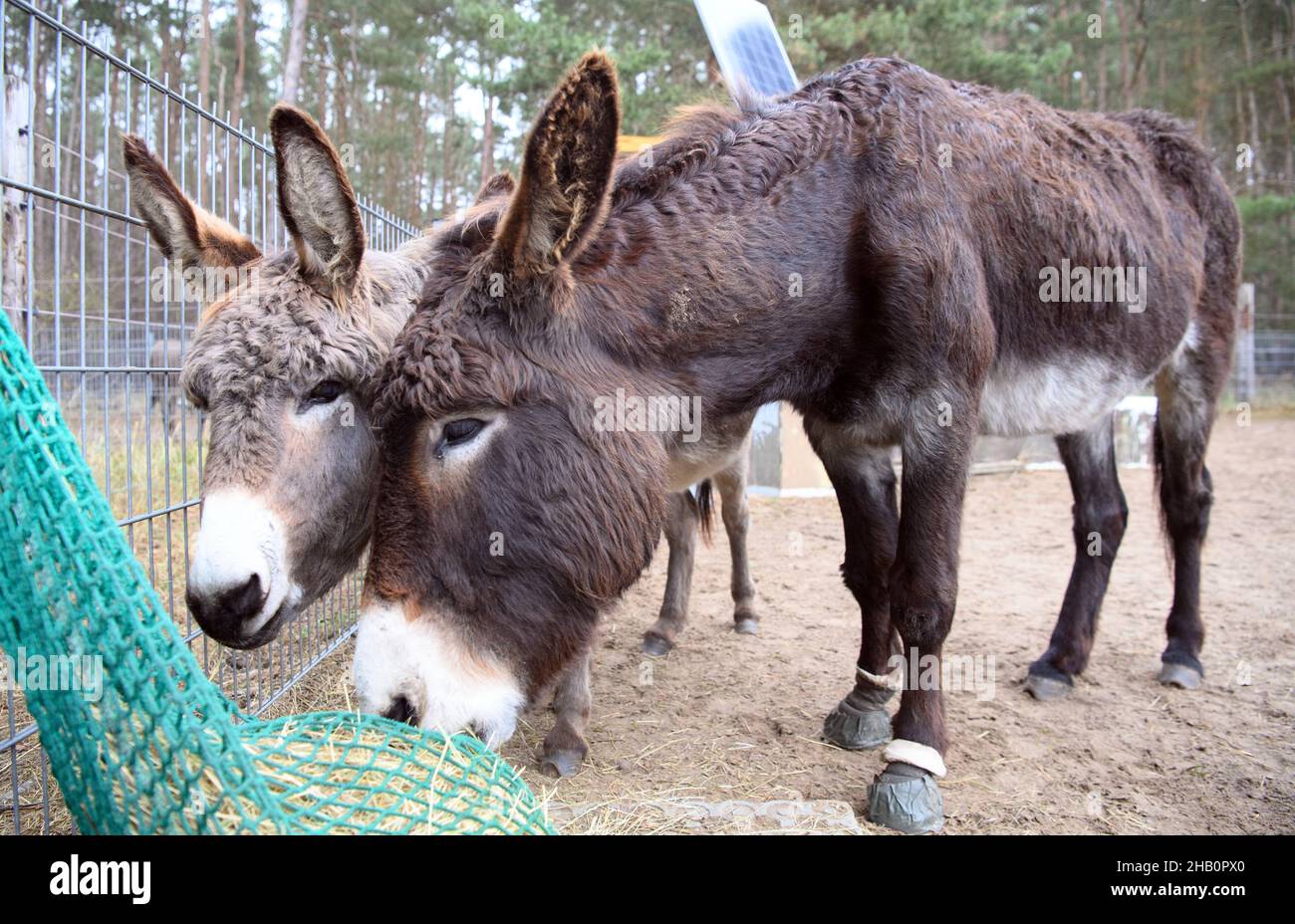 Brandenburg, Germany. Dec 16 2021: Kaatje (l), a dwarf donkey from the ...