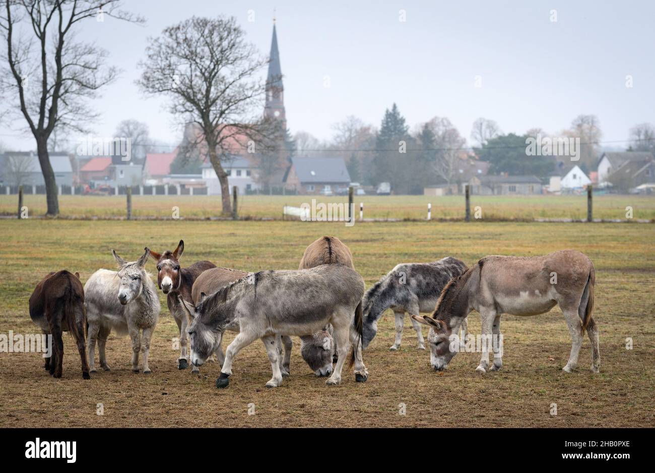 Donkeys christmas hi-res stock photography and images - Alamy