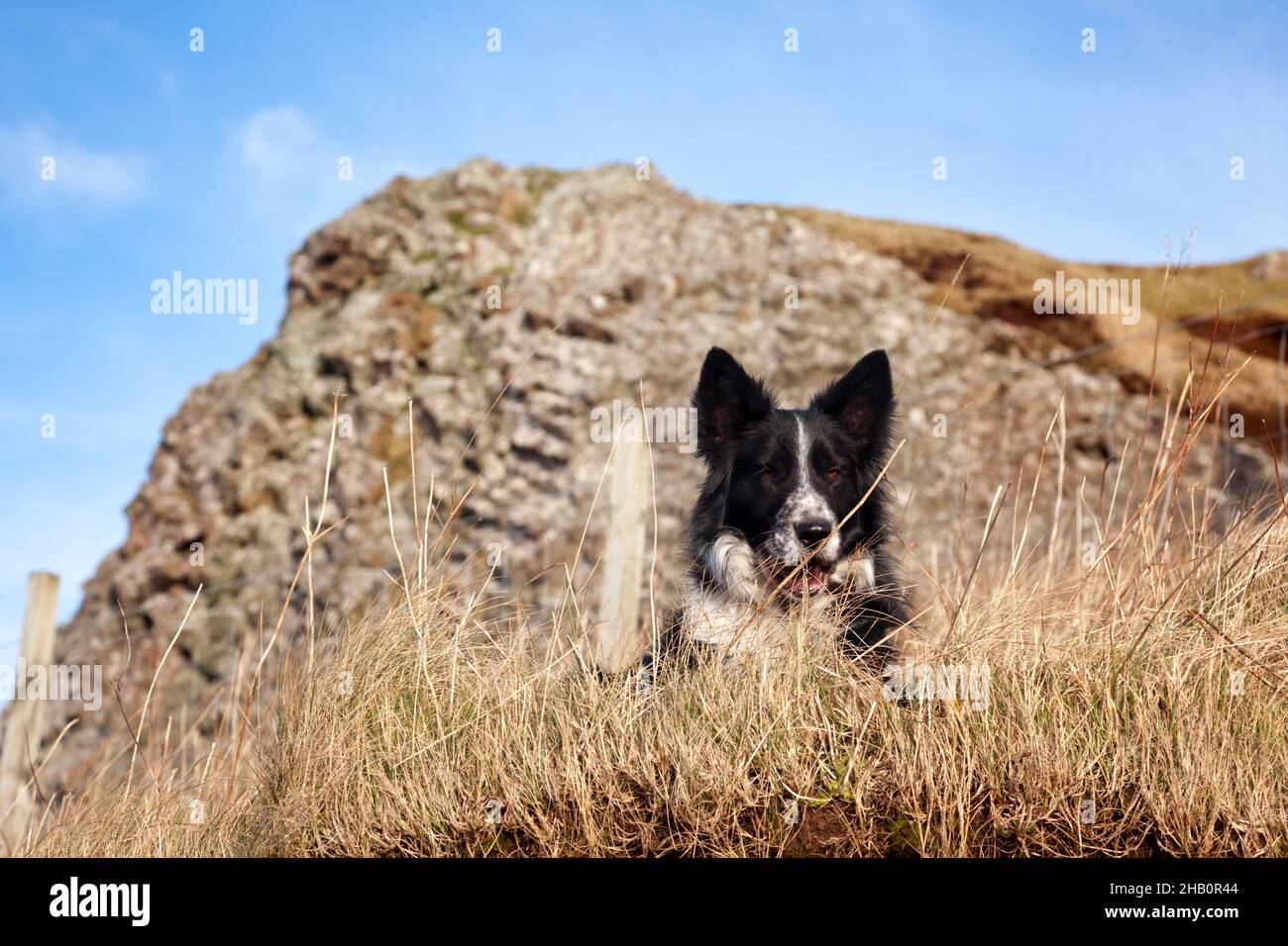 Border Collie in Isle of Skye. Scotland Stock Photo - Alamy