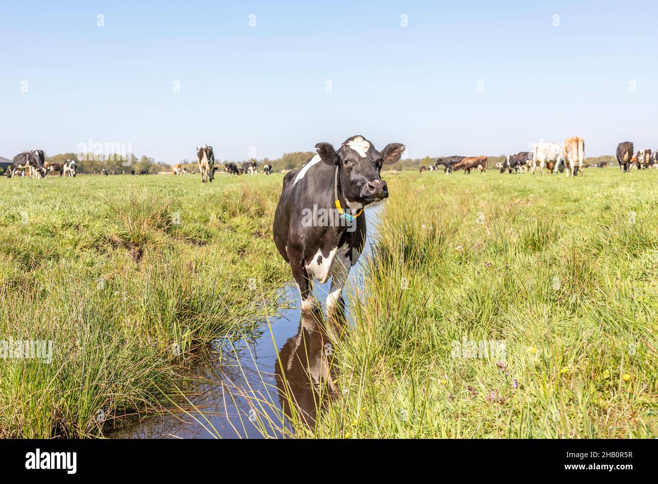Cow in a ditch cooling, swimming taking a bath and standing in a creek ...