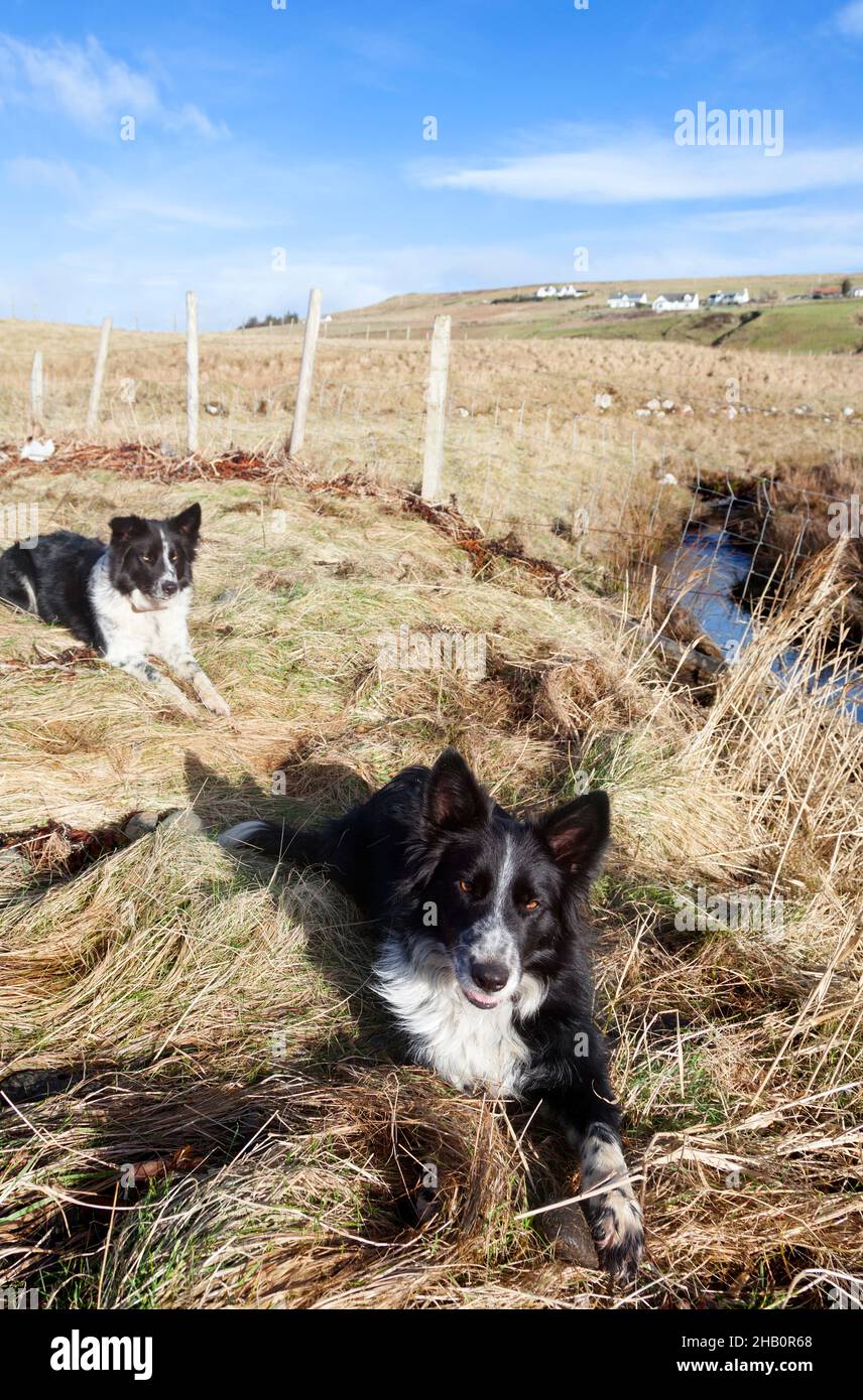 Collies playing on the beach Stock Photo - Alamy