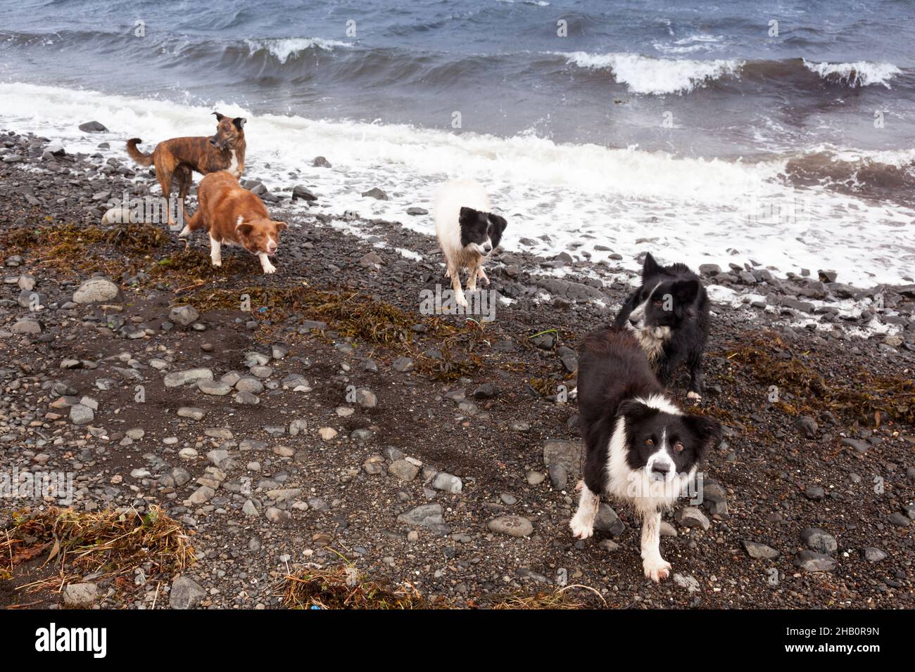 Collies playing on the beach Stock Photo - Alamy