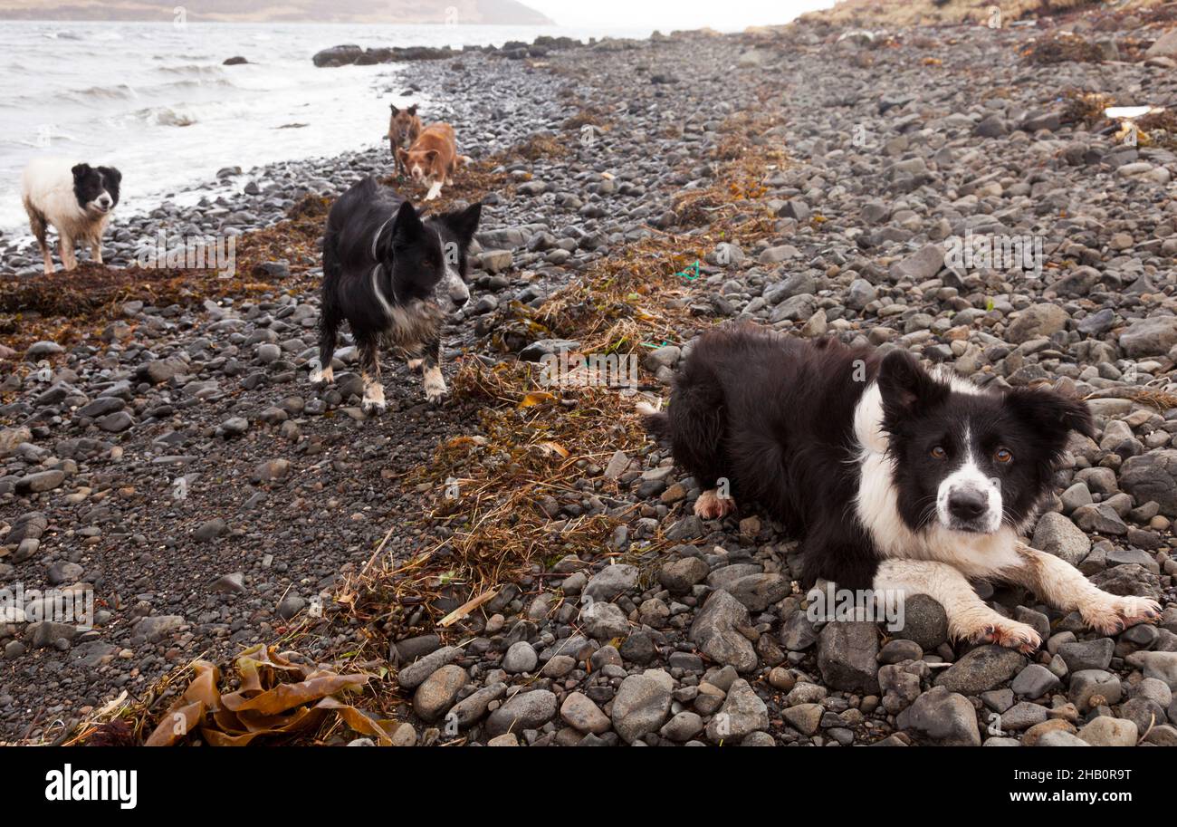 Collies playing on the beach Stock Photo - Alamy