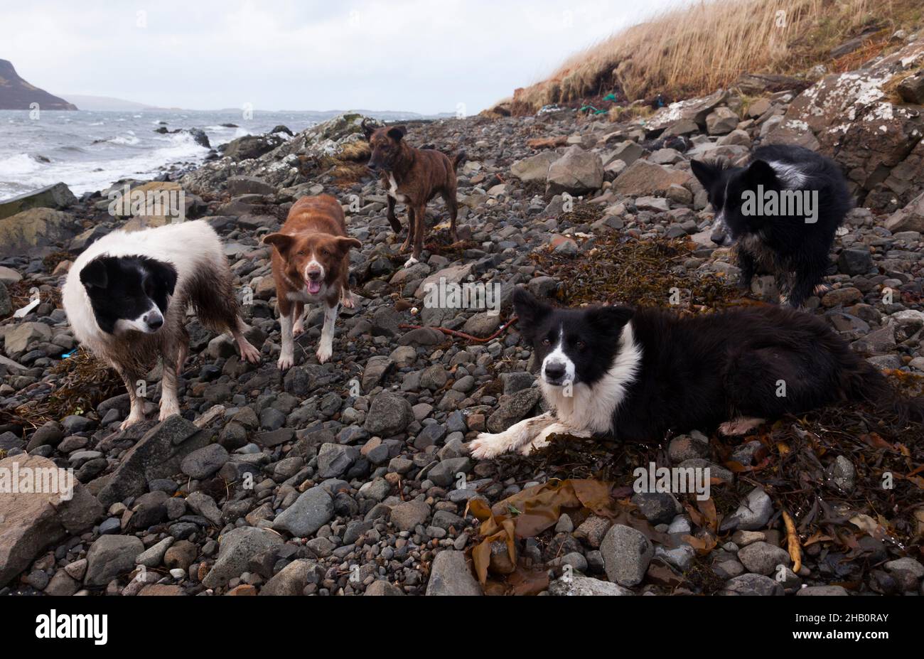 Collies playing on the beach Stock Photo - Alamy