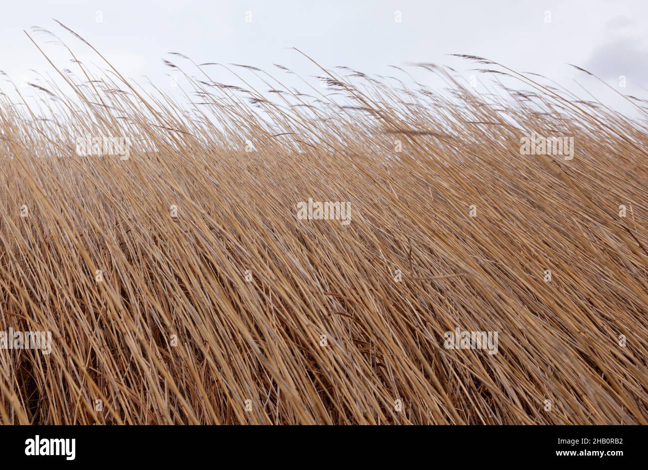 dry grass bent by the wind Stock Photo - Alamy