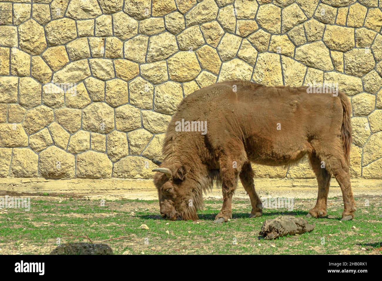 adult European Buffalo of Europe or wisent grazing in the grass. Bison ...