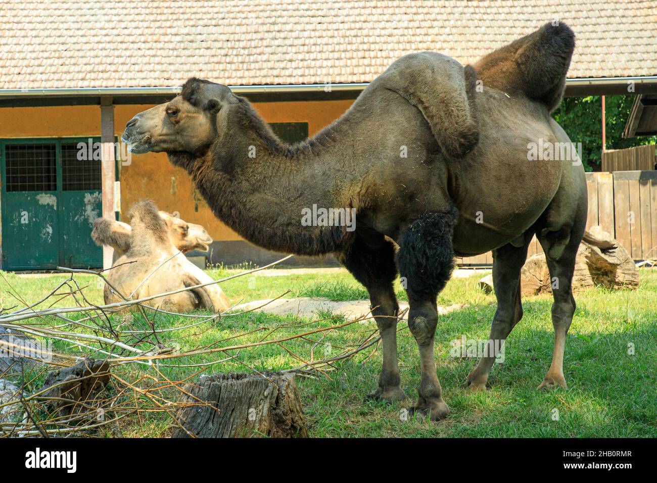 Mongolia china camels hi-res stock photography and images - Alamy