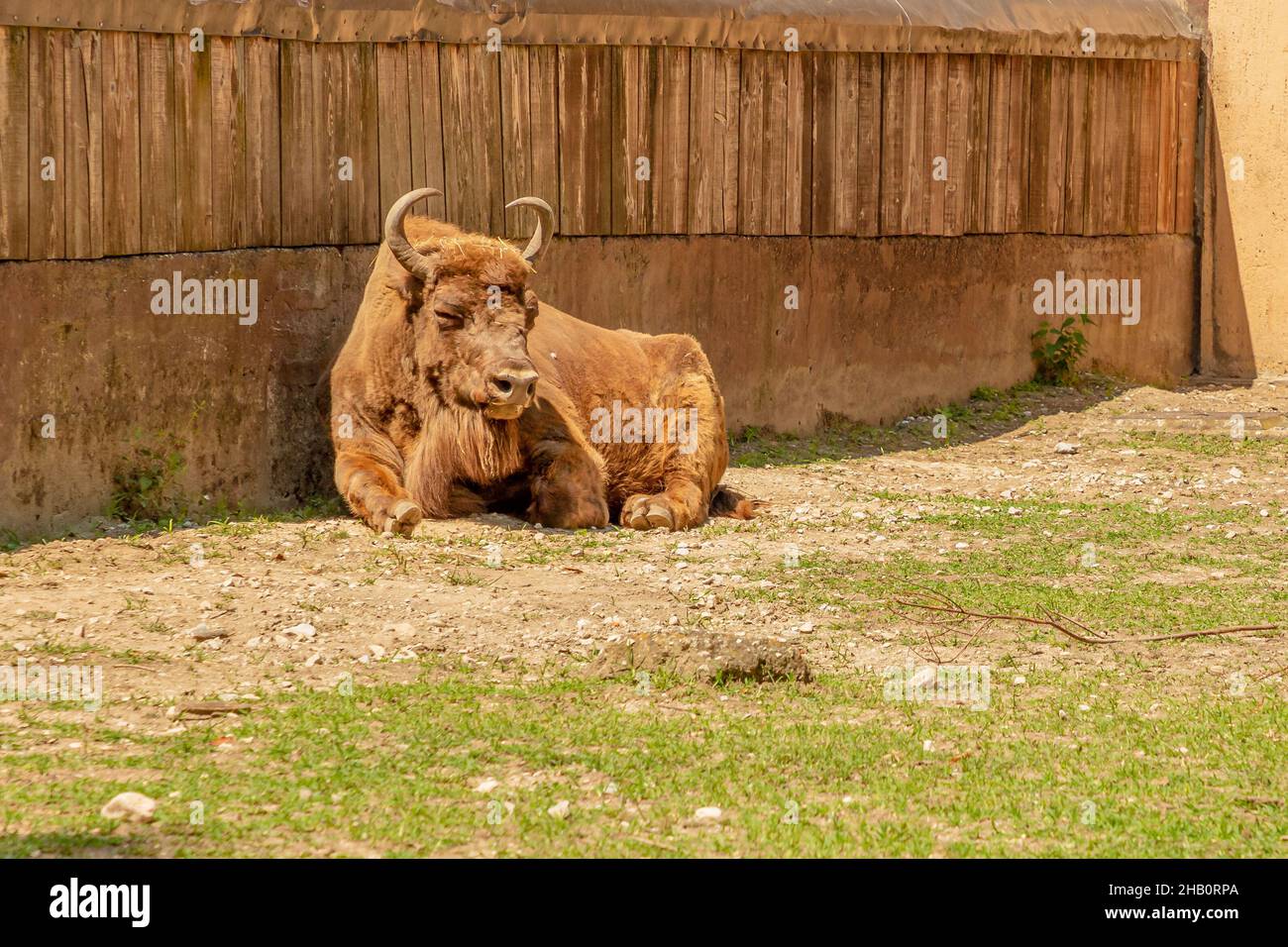 adult European Buffalo of Europe or wisent grazing in the grass. Bison ...