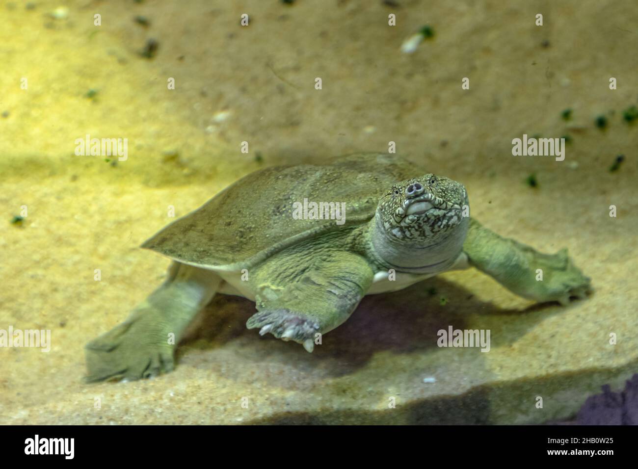 underwater Chinese softshell turtle. Pelodiscus sinensis species of ...