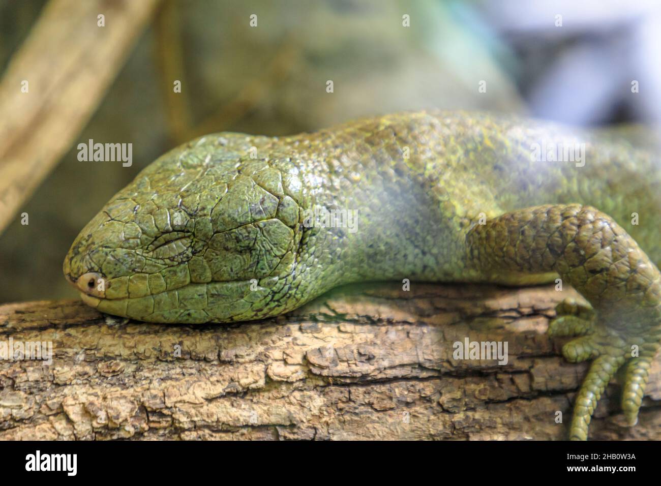 Solomon Islands skink or prehensile-tailed skink. Corucia zebrata ...