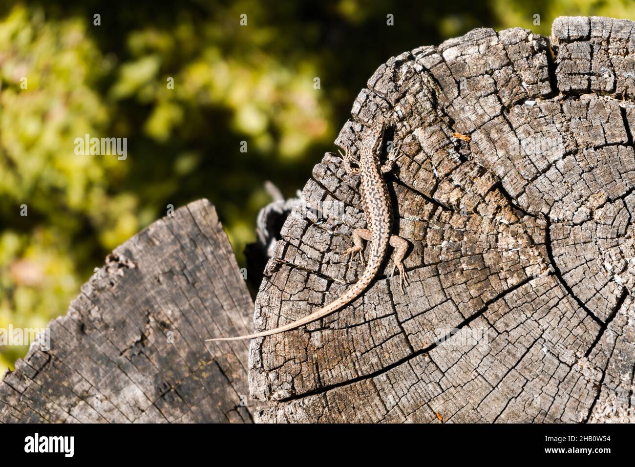A small brown lizard in Switzerland enjoys the wonderful warm sun Stock ...