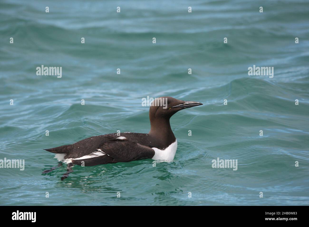 Guillemot feed close to the nest catching a beak full of fish before ...