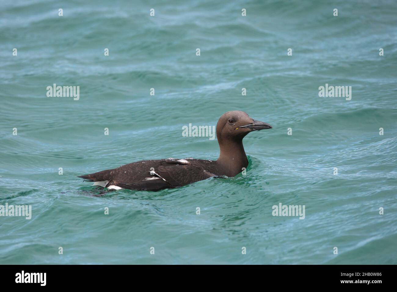 Guillemot feed close to the nest catching a beak full of fish before ...