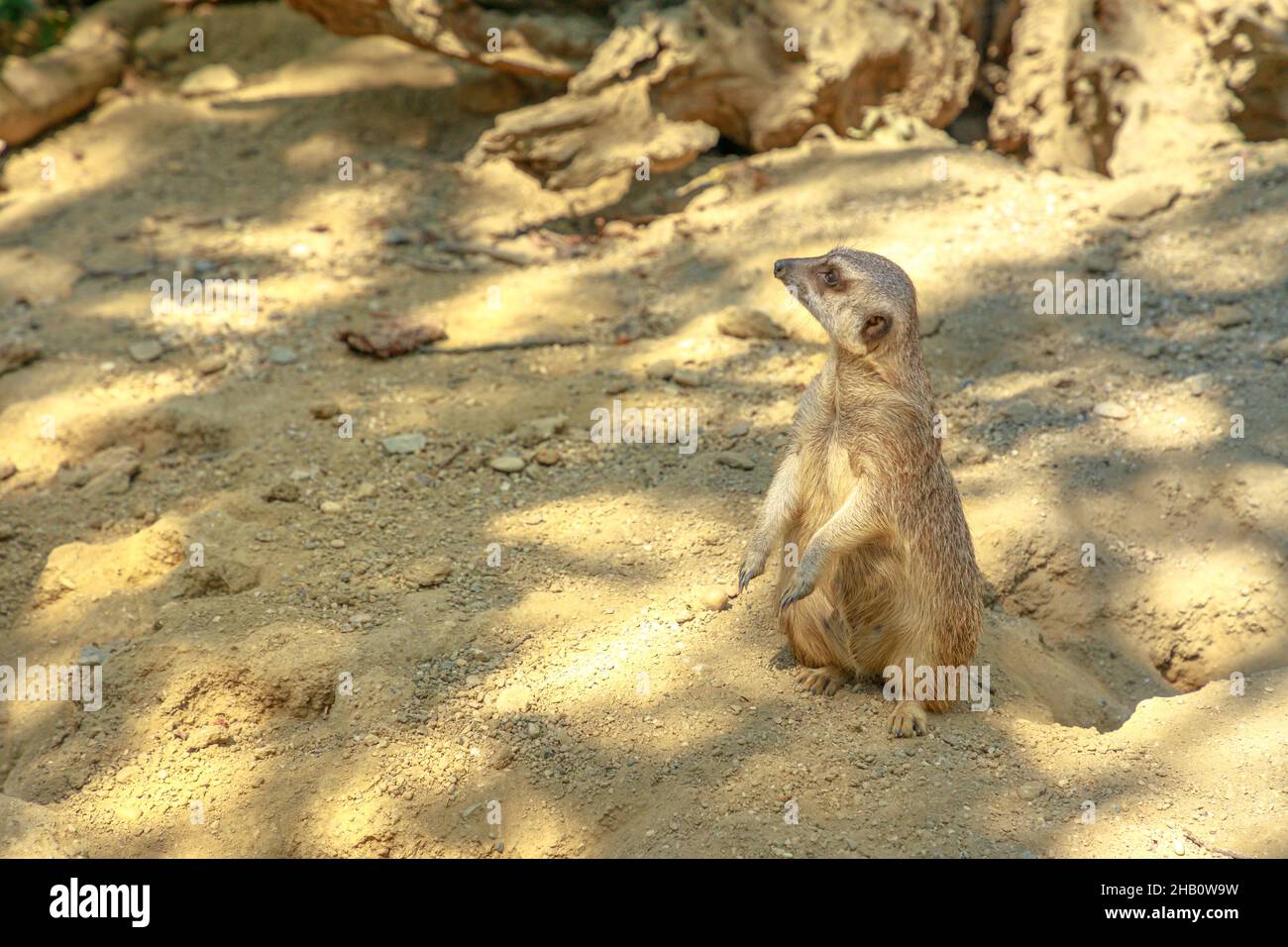 close up on a mob of meerkats or suricates sleeping together. Suricata ...