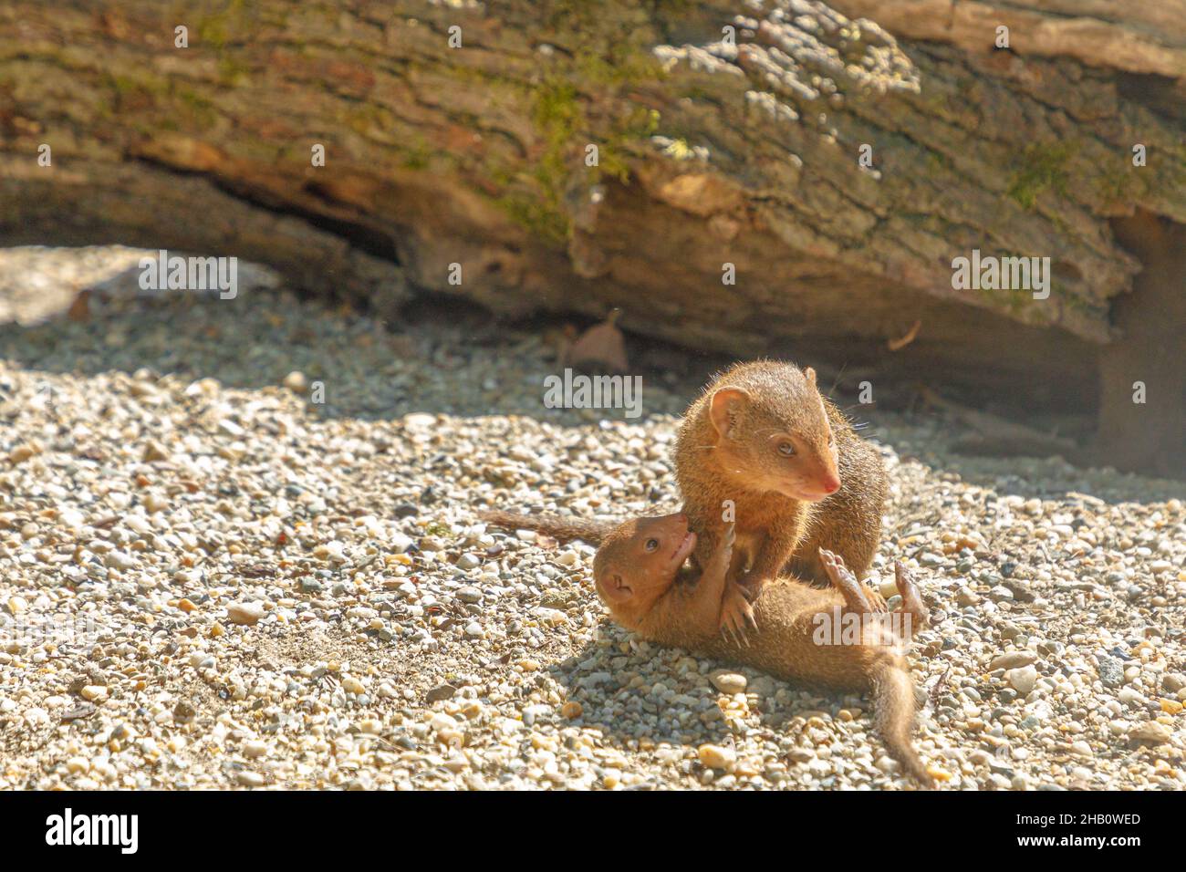 Common dwarf mongoose mother cleaning her pup. Helogale parvula species ...