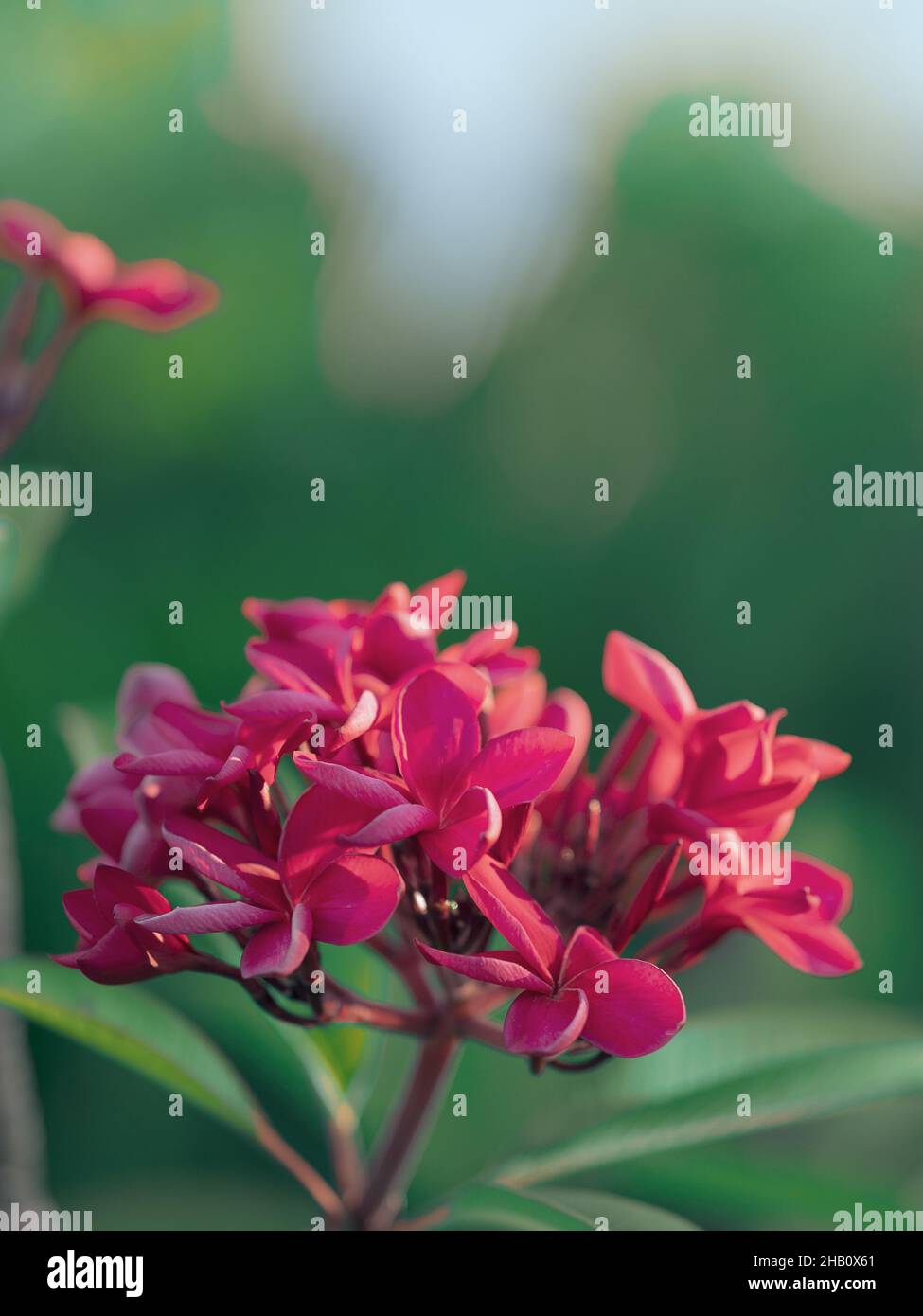Photo of a pink flowers taken in the garden. The picture clearly shows ...