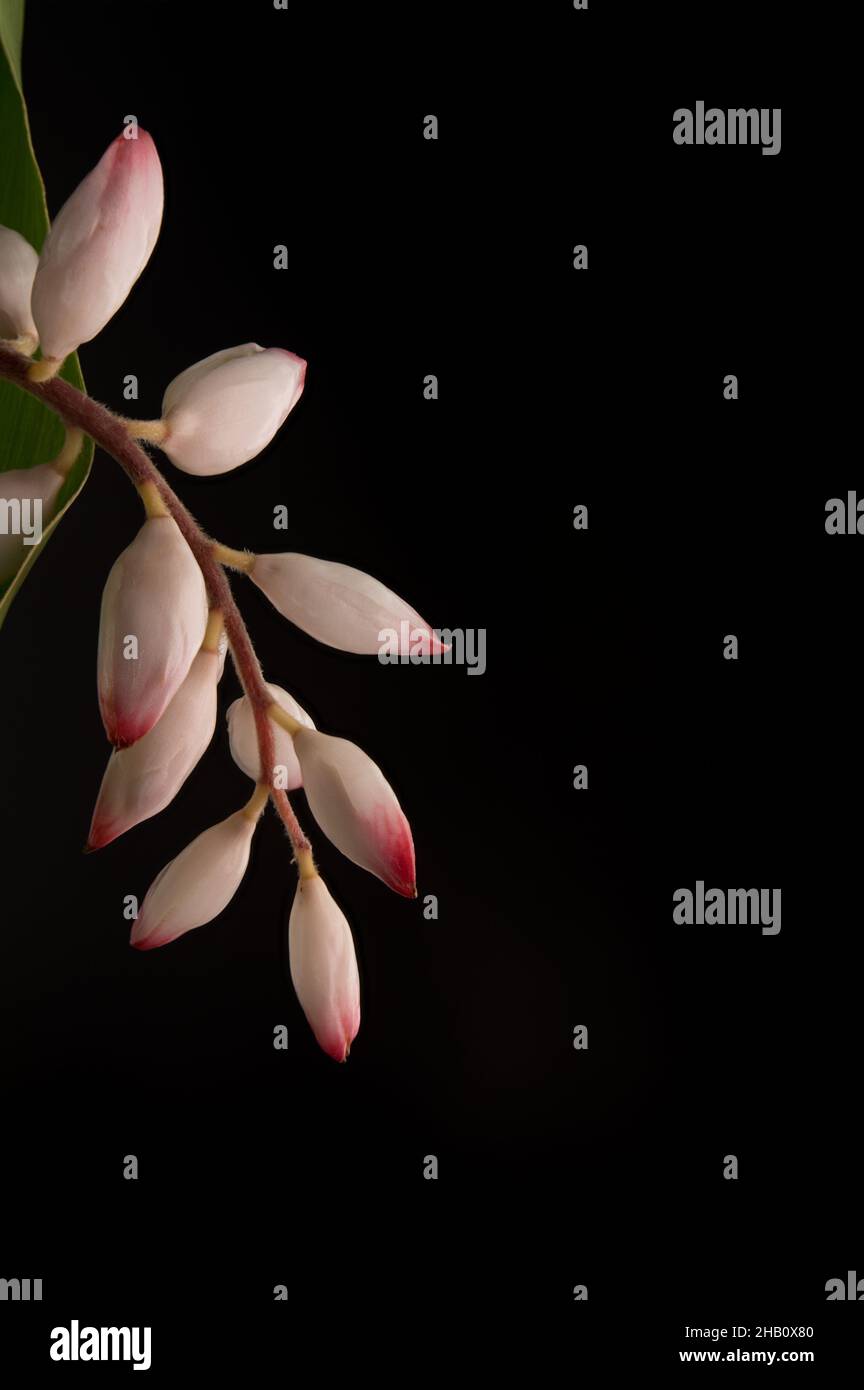 The photo shows an exotic flower in buds. It grows only in the ...