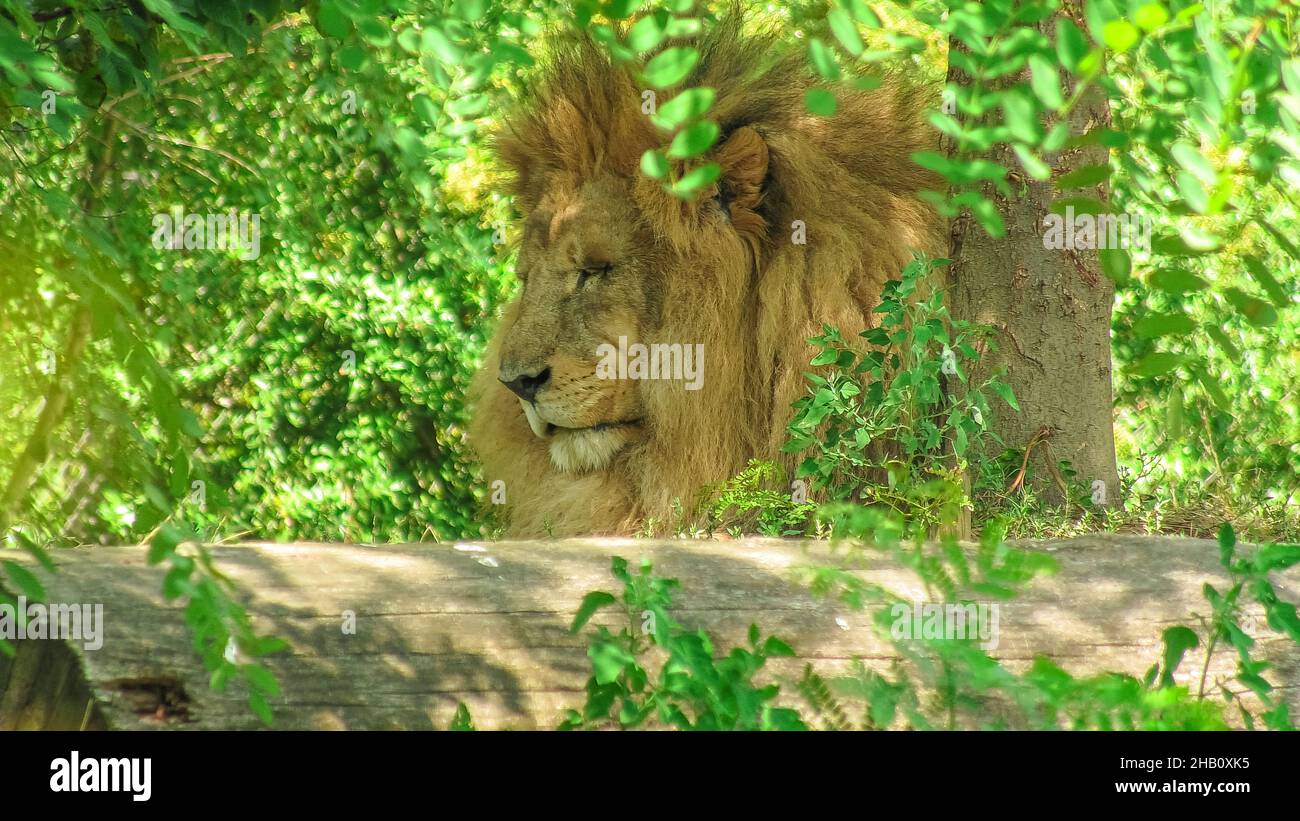 Leon panthera leo hi-res stock photography and images - Alamy