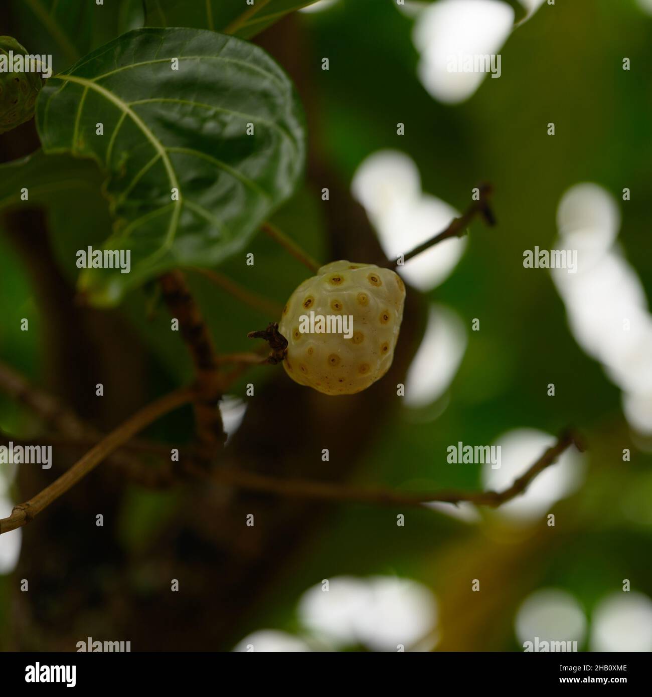 The photo shows a noni fruit hanging from a tree. The morinda tree is ...