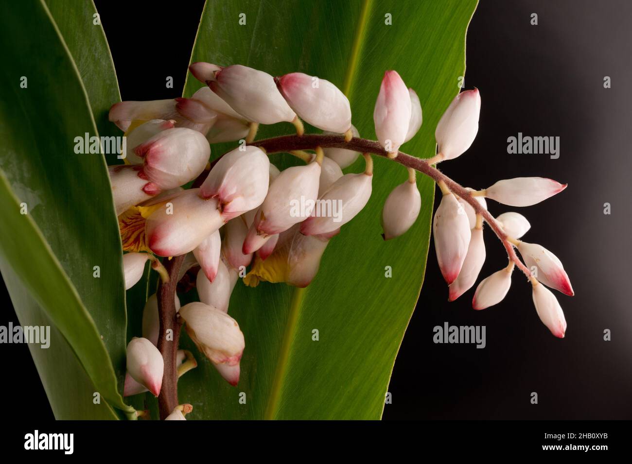 The photo shows an exotic flower in buds. It grows only in the ...