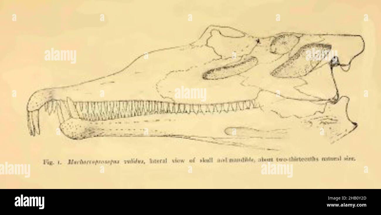 Line drawing of the skull of M. validus in Mehl et al. (1916 Stock ...