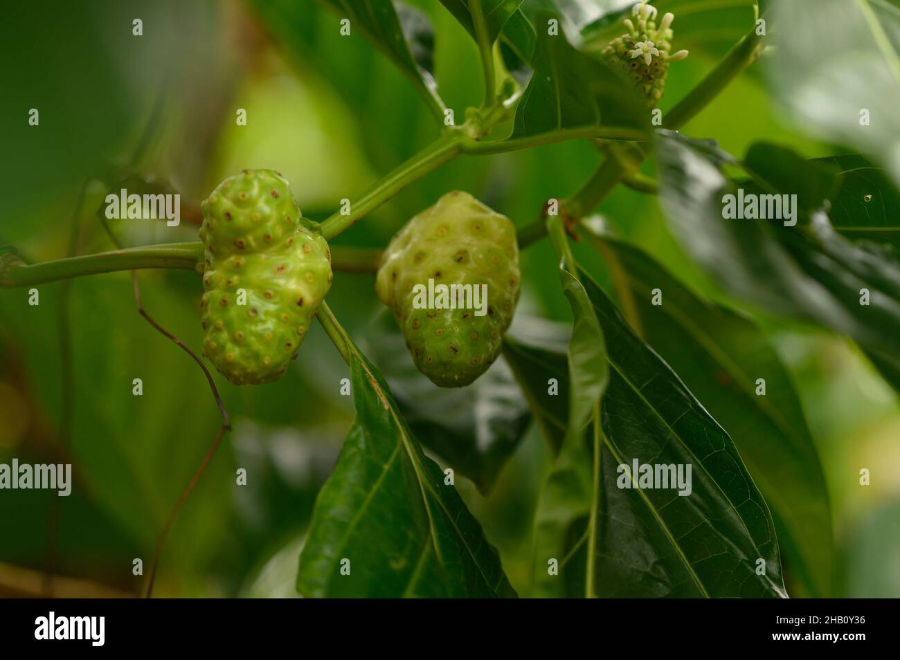 The photo shows a noni fruit hanging from a tree. The morinda tree is ...