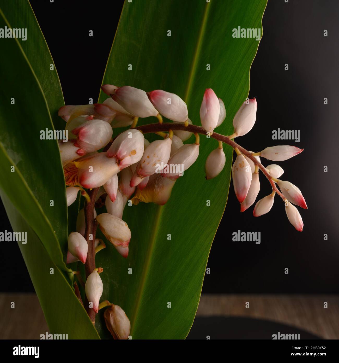 The photo shows an exotic flower in buds. It grows only in the ...