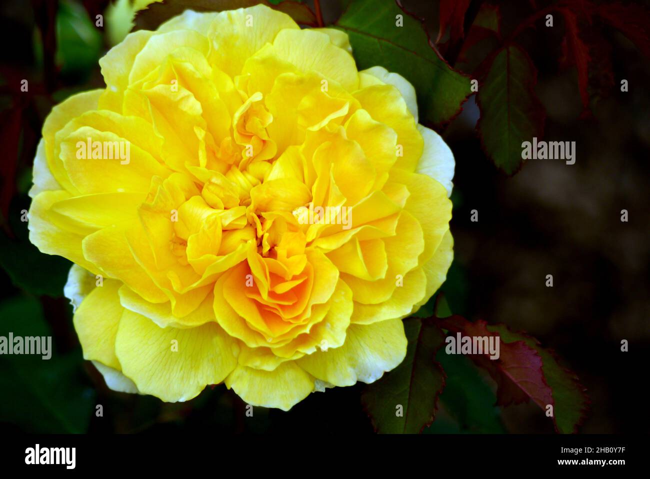 Double Yellow David Austin Rosa 'Molineux' Rose grown in the Rose ...