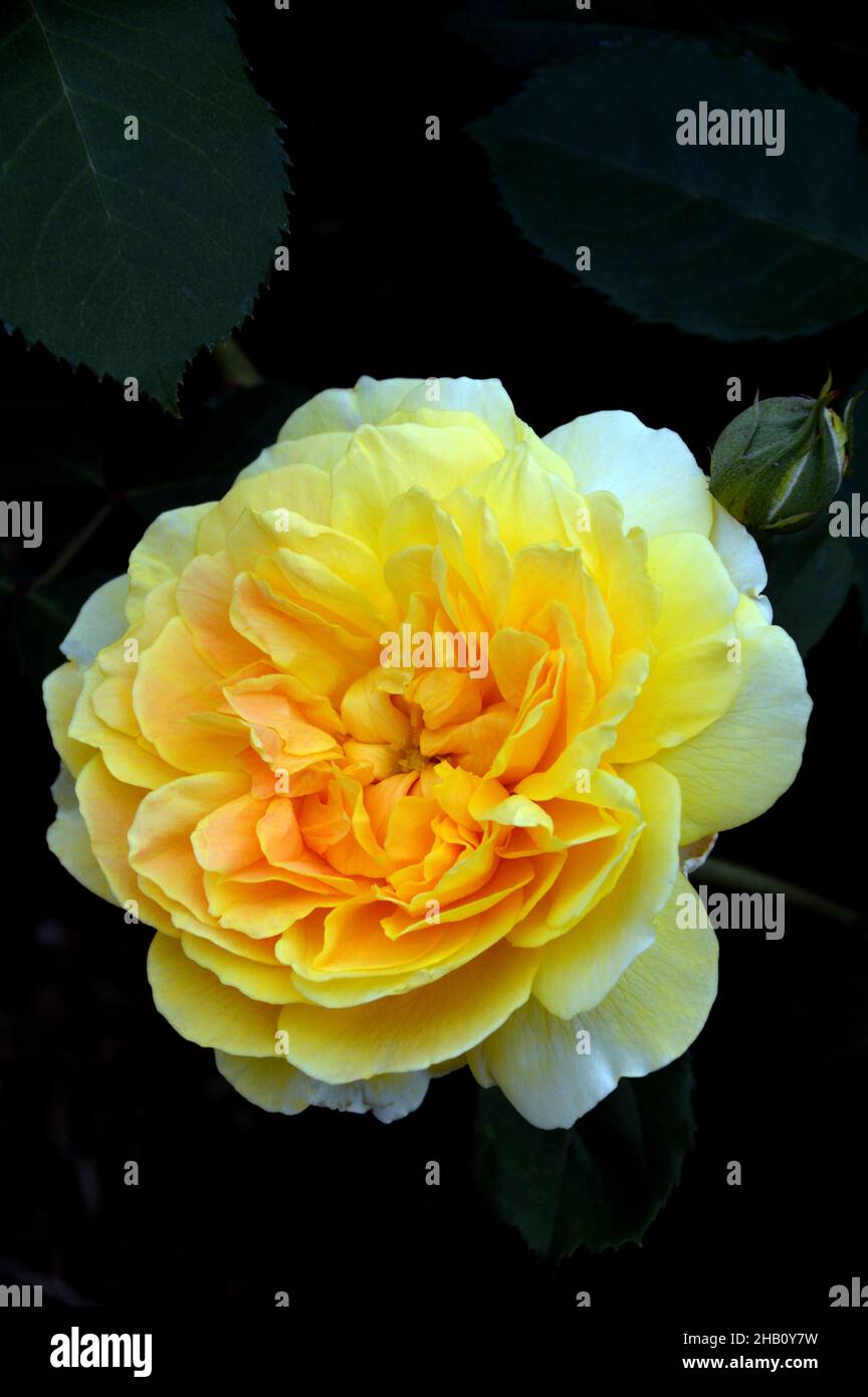 Double Yellow David Austin Rosa 'Molineux' Rose grown in the Rose ...