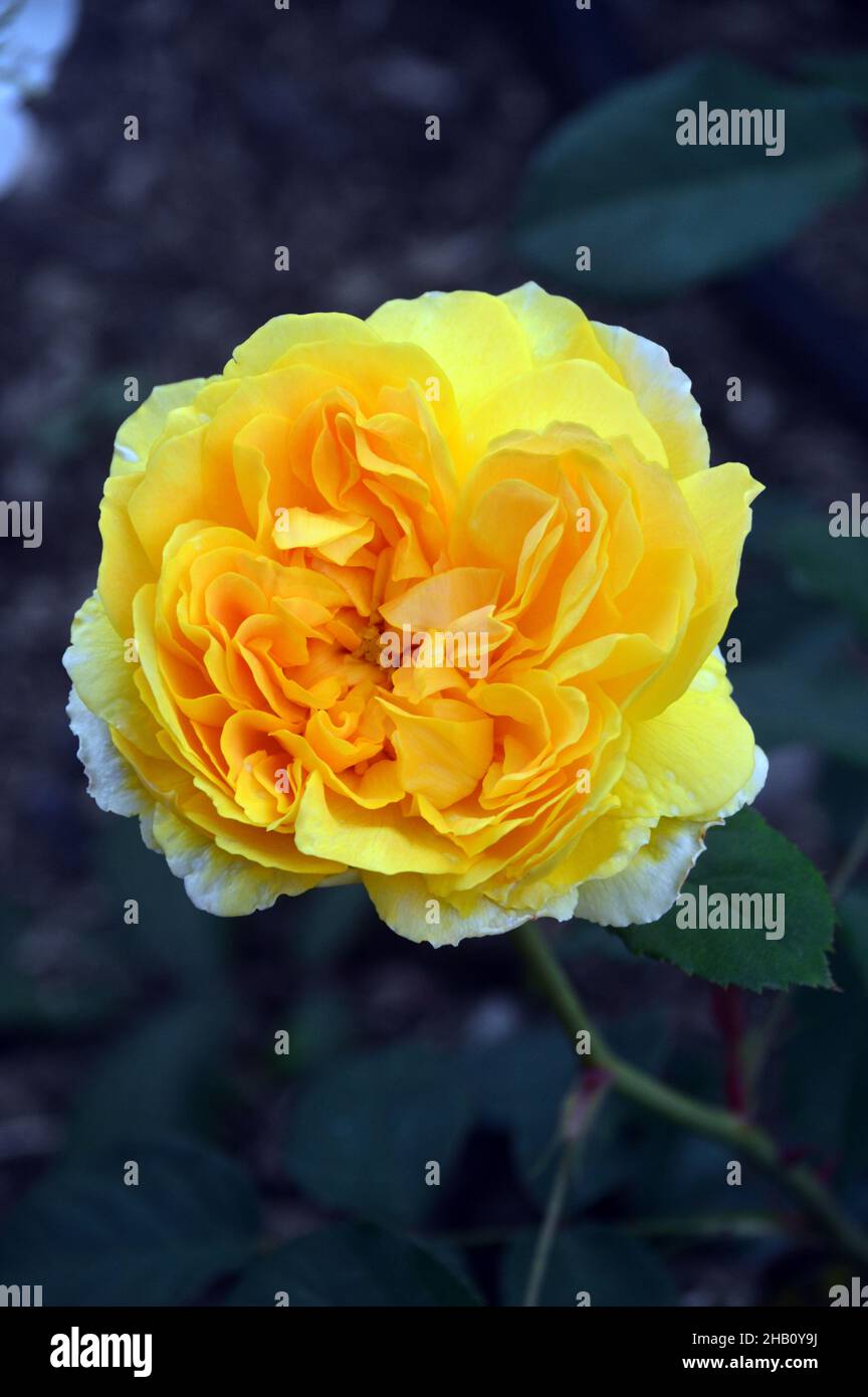 Double Yellow David Austin Rosa 'Molineux' Rose grown in the Rose ...