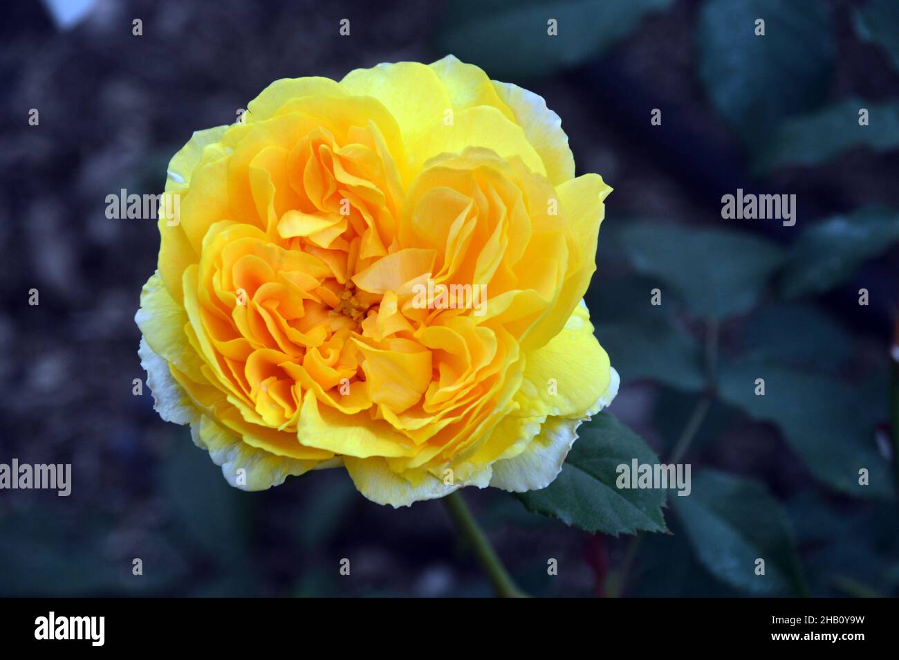 Double Yellow David Austin Rosa 'Molineux' Rose grown in the Rose ...