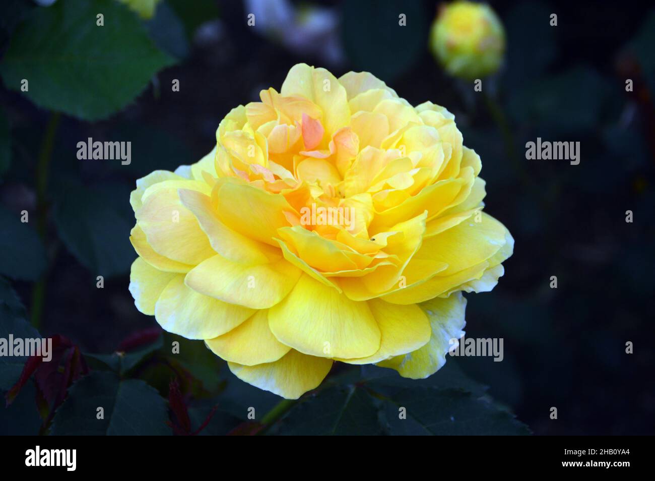 Double Yellow David Austin Rosa 'Molineux' Rose grown in the Rose ...