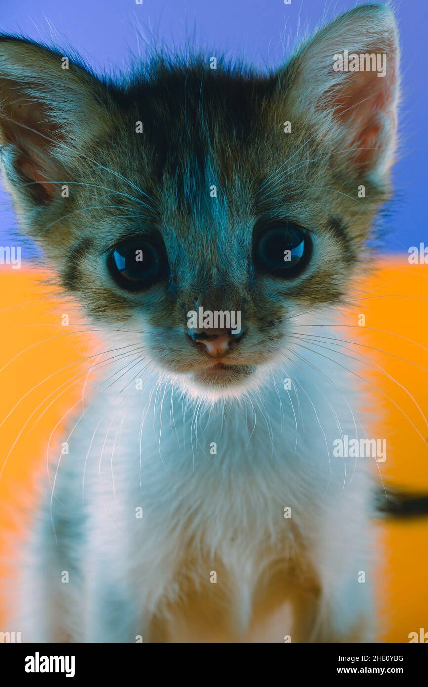 The photo shows a fluffy kitten of three colors. The background is ...